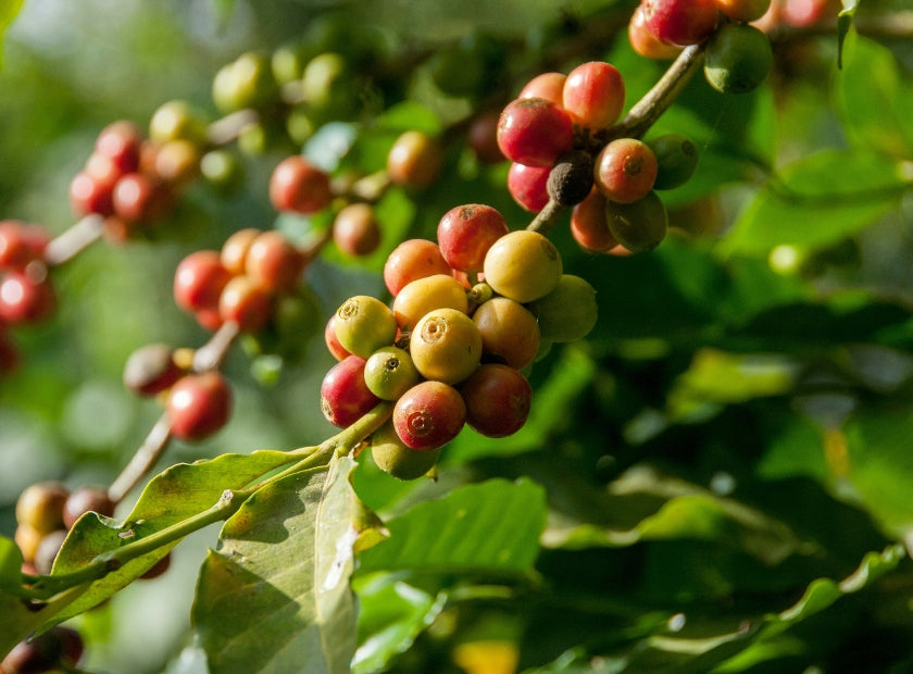 Benefits of Single Origin Coffee: Purity, Traceability & Taste